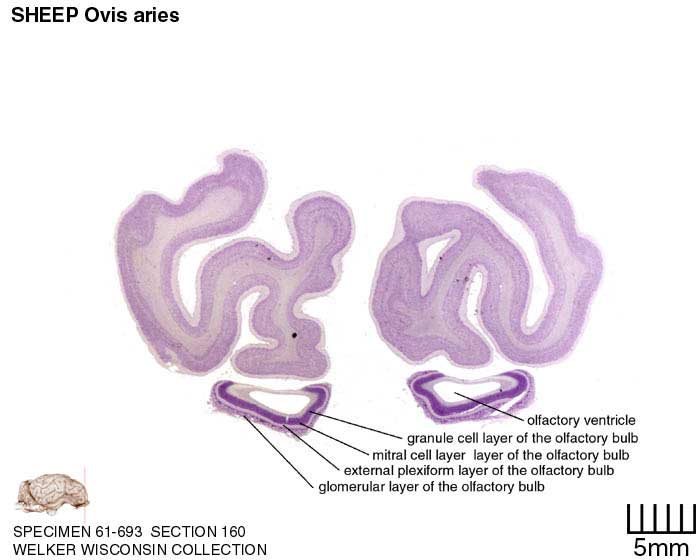 Atlas of the Sheep Brain > Section Image