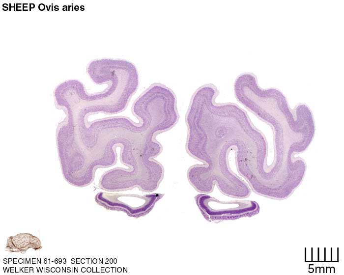 Atlas of the Sheep Brain > Section Image