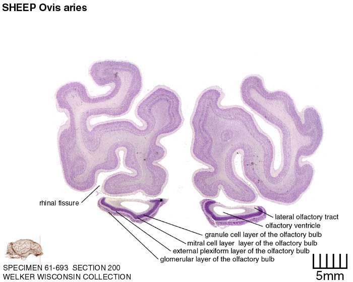 Atlas of the Sheep Brain > Section Image