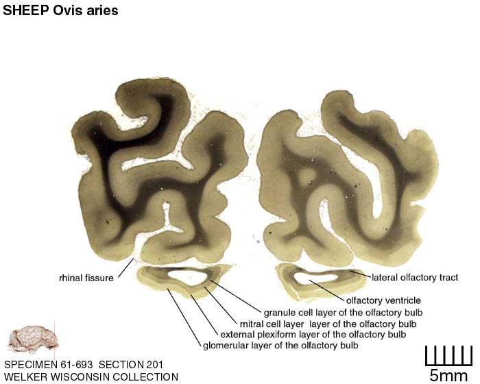 Atlas of the Sheep Brain > Section Image