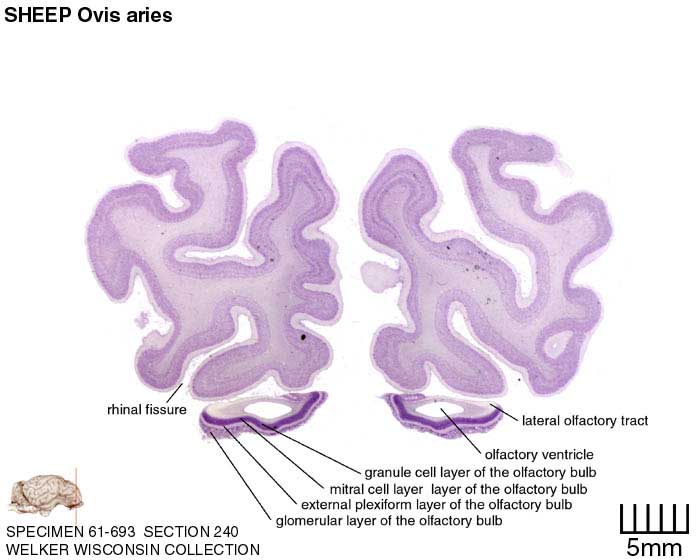 Atlas of the Sheep Brain > Section Image