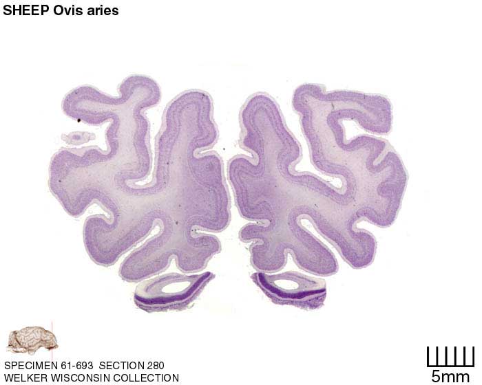 Atlas of the Sheep Brain > Section Image