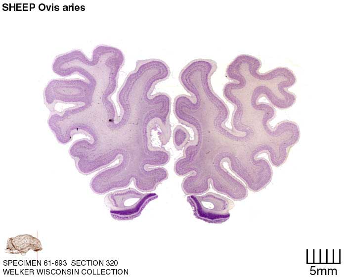 Atlas of the Sheep Brain > Section Image
