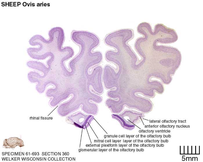 Atlas of the Sheep Brain > Section Image