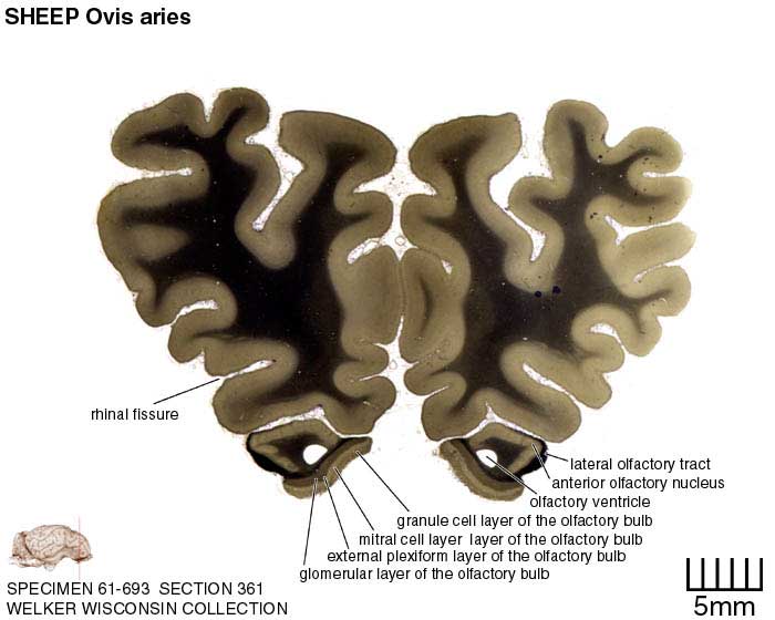 Atlas of the Sheep Brain > Section Image