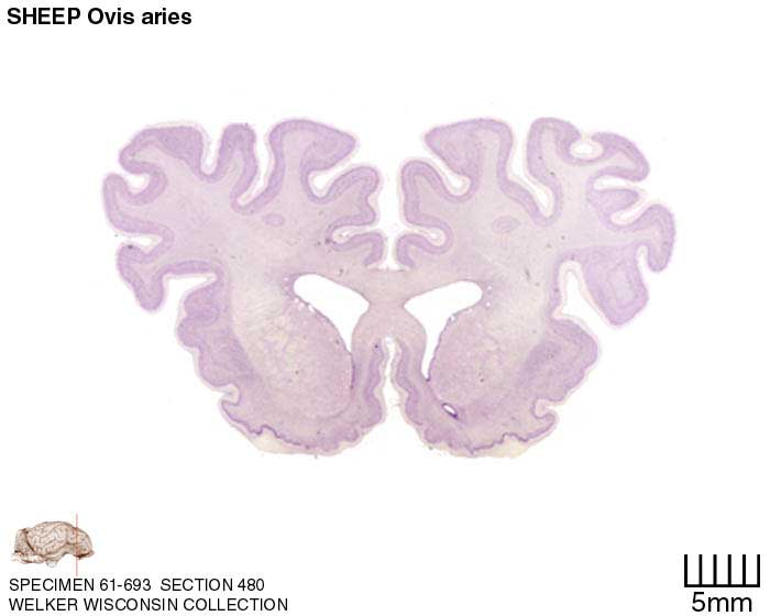 Atlas of the Sheep Brain > Section Image