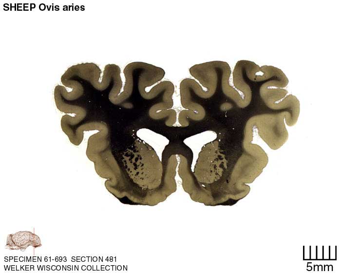 Atlas of the Sheep Brain > Section Image