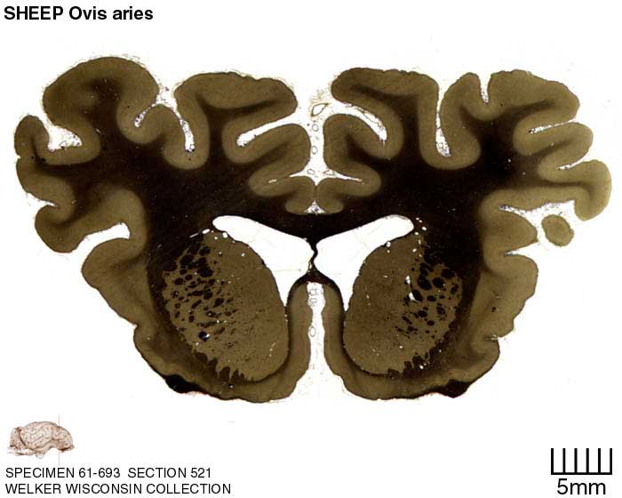 Atlas of the Sheep Brain > Section Image