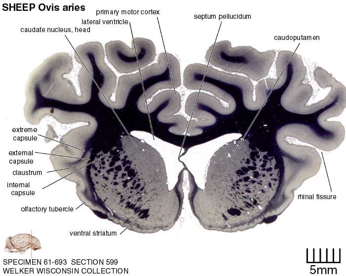 Atlas of the Sheep Brain > Section Image