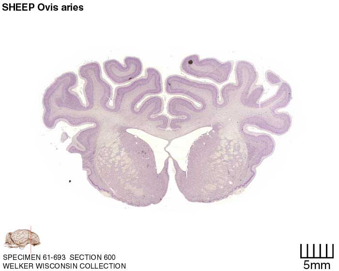 Atlas of the Sheep Brain > Section Image