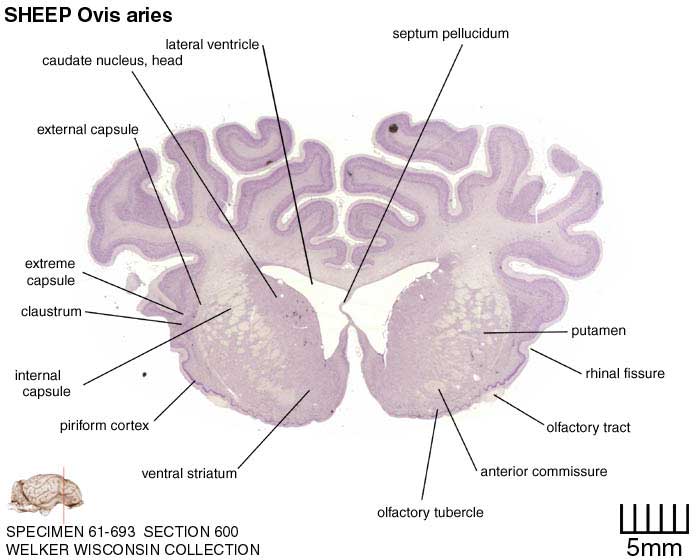 Atlas of the Sheep Brain > Section Image