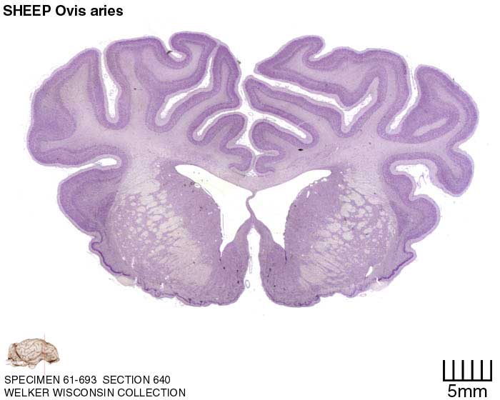 Atlas of the Sheep Brain > Section Image