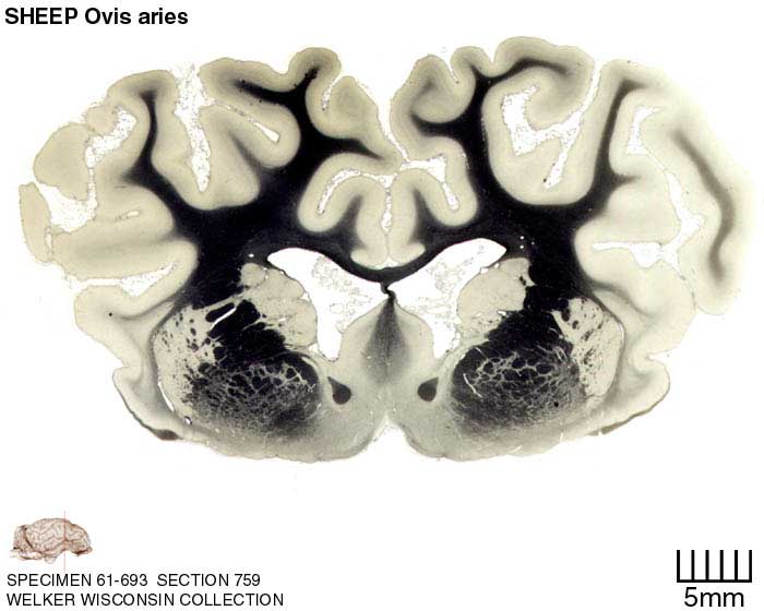 Atlas of the Sheep Brain > Section Image