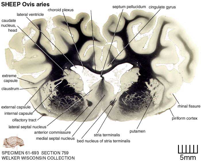 Atlas of the Sheep Brain > Section Image