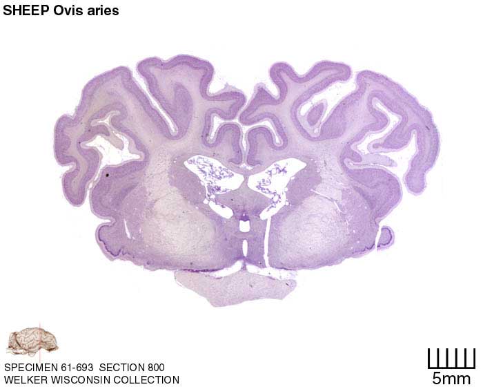 Atlas of the Sheep Brain > Section Image