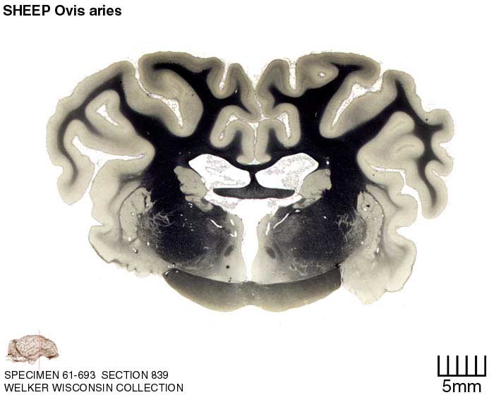 Atlas of the Sheep Brain > Section Image