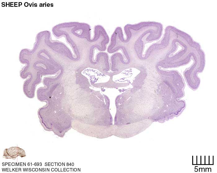 Atlas of the Sheep Brain > Section Image