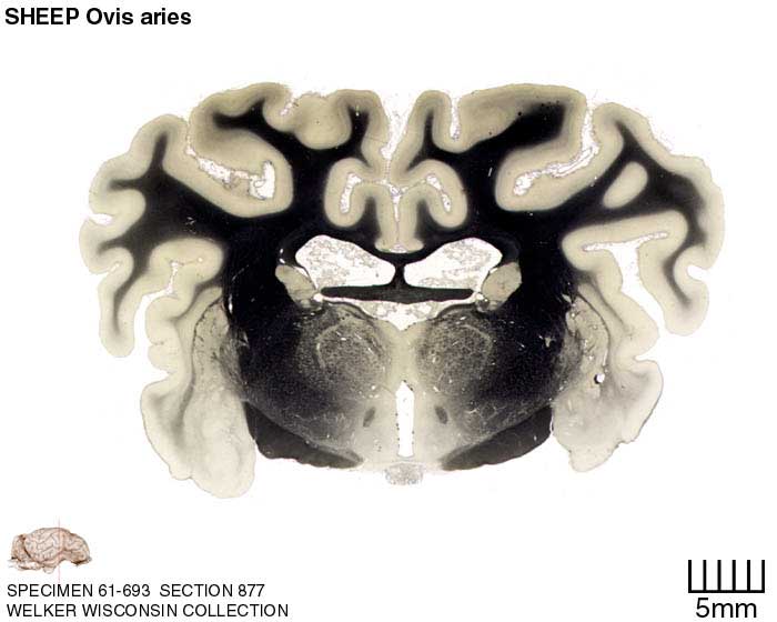 Atlas of the Sheep Brain > Section Image