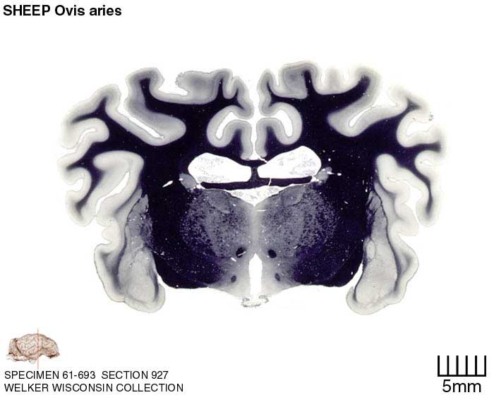 Atlas of the Sheep Brain > Section Image