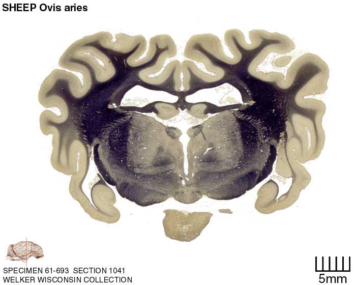 Atlas of the Sheep Brain > Section Image