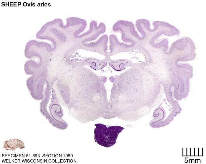 Atlas of the Sheep Brain > Section Image