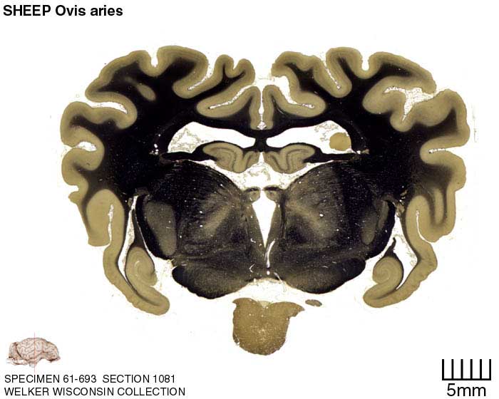 Atlas of the Sheep Brain > Section Image