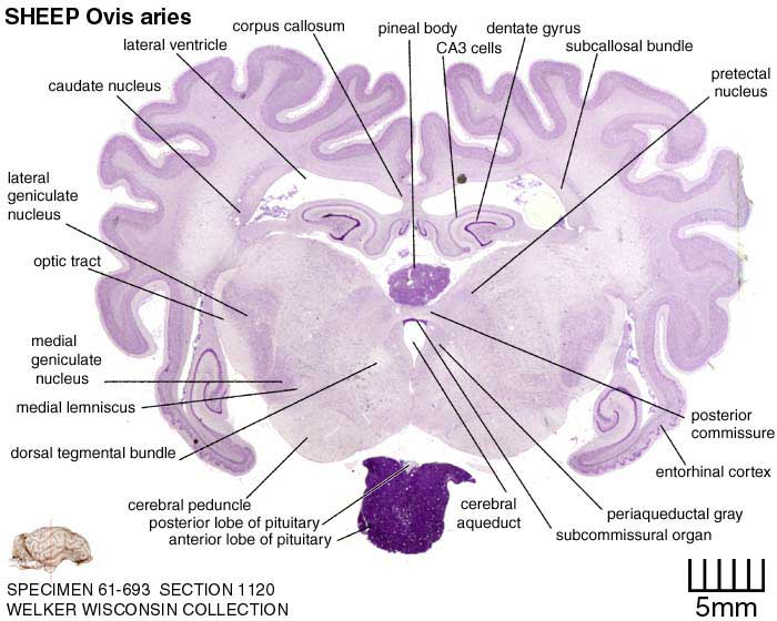Atlas of the Sheep Brain > Section Image
