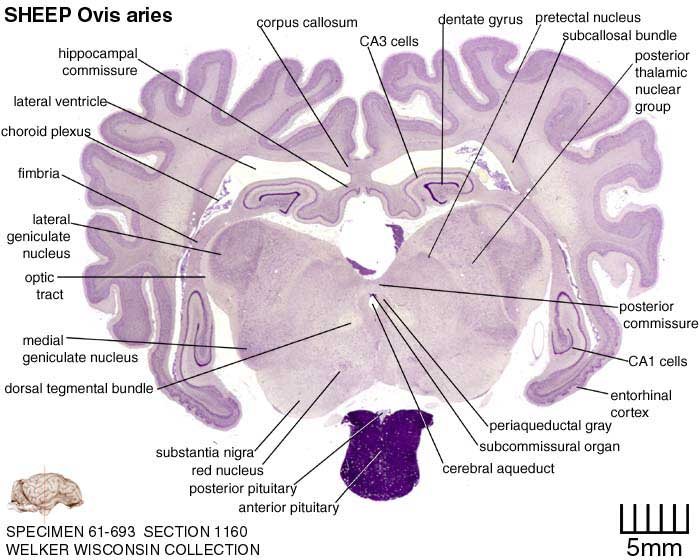 Atlas of the Sheep Brain > Section Image