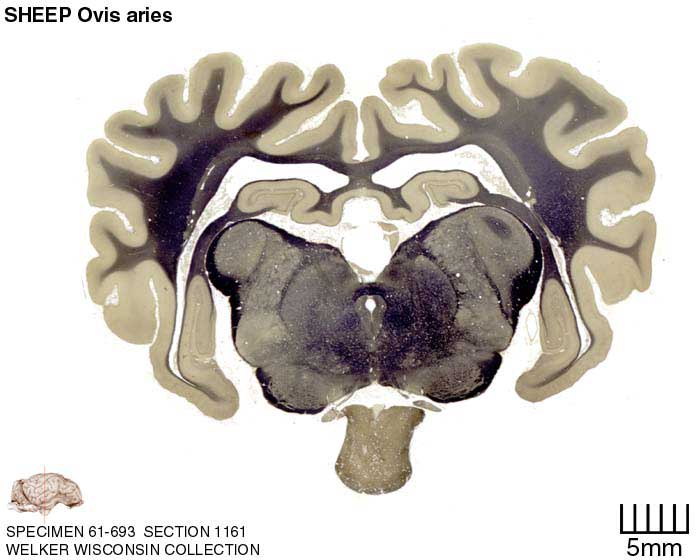 Atlas of the Sheep Brain > Section Image