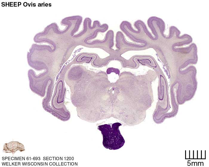Atlas of the Sheep Brain > Section Image
