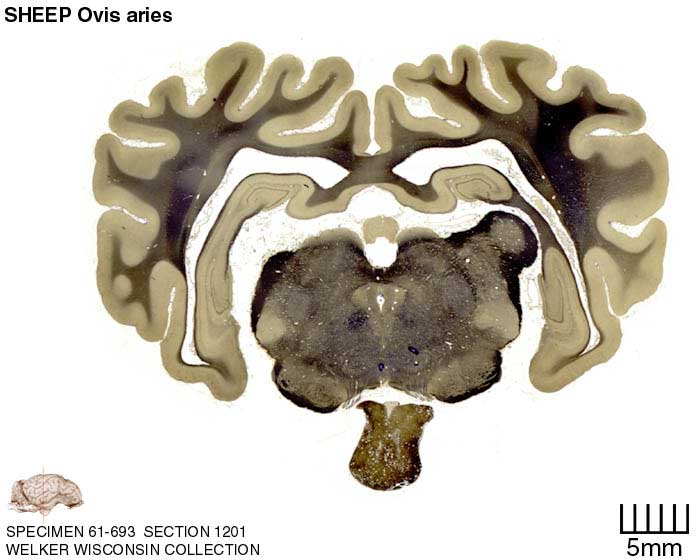 Atlas of the Sheep Brain > Section Image