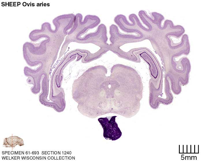 Atlas of the Sheep Brain > Section Image