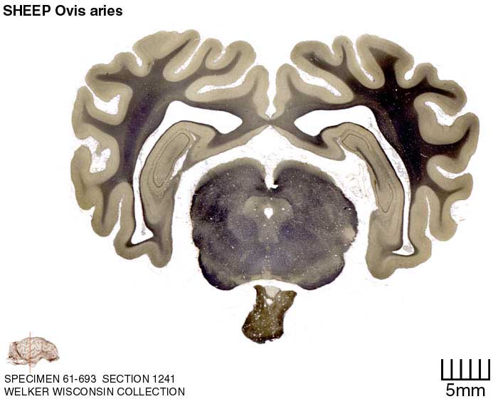Atlas of the Sheep Brain > Section Image