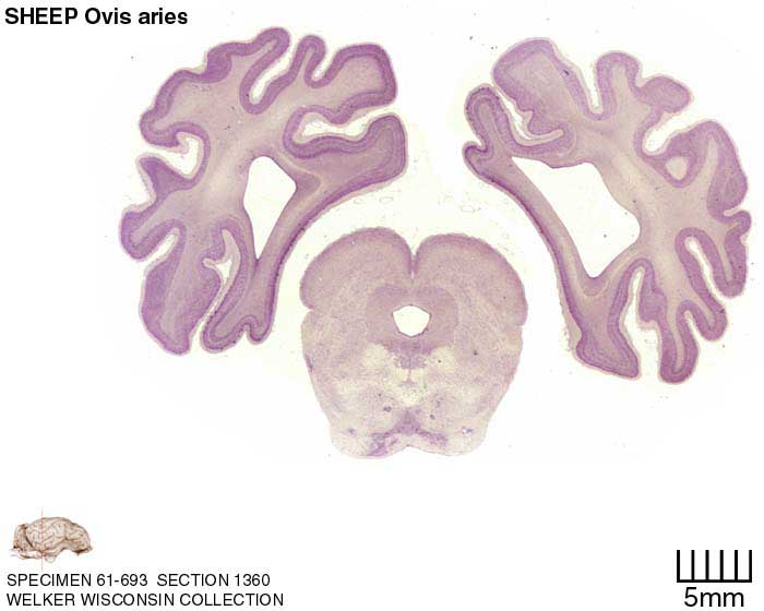 Atlas of the Sheep Brain > Section Image