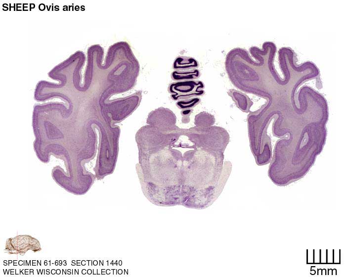 Atlas of the Sheep Brain > Section Image