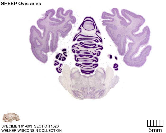 Atlas of the Sheep Brain > Section Image