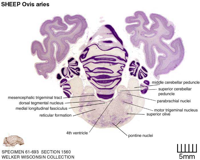 Atlas of the Sheep Brain > Section Image
