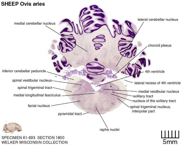 Atlas of the Sheep Brain > Section Image