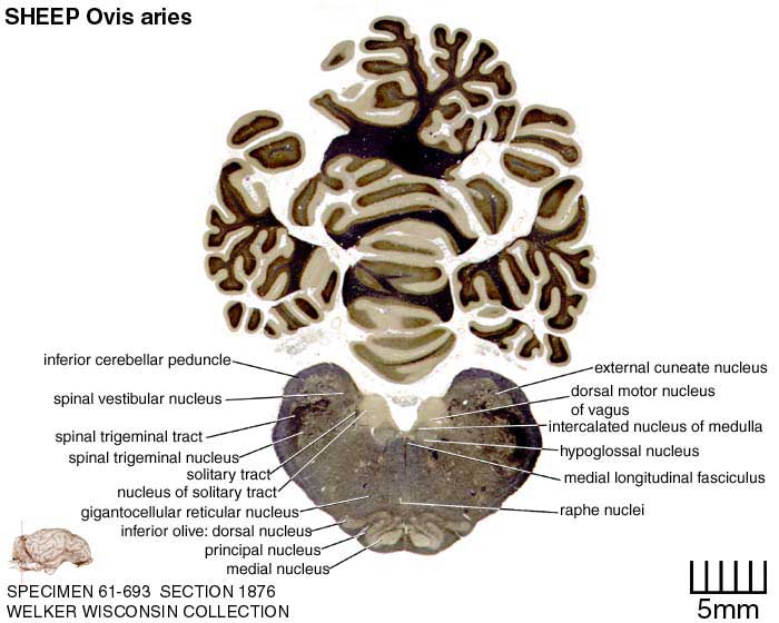 Atlas of the Sheep Brain > Section Image