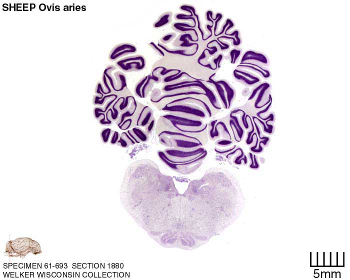 Atlas of the Sheep Brain > Section Image