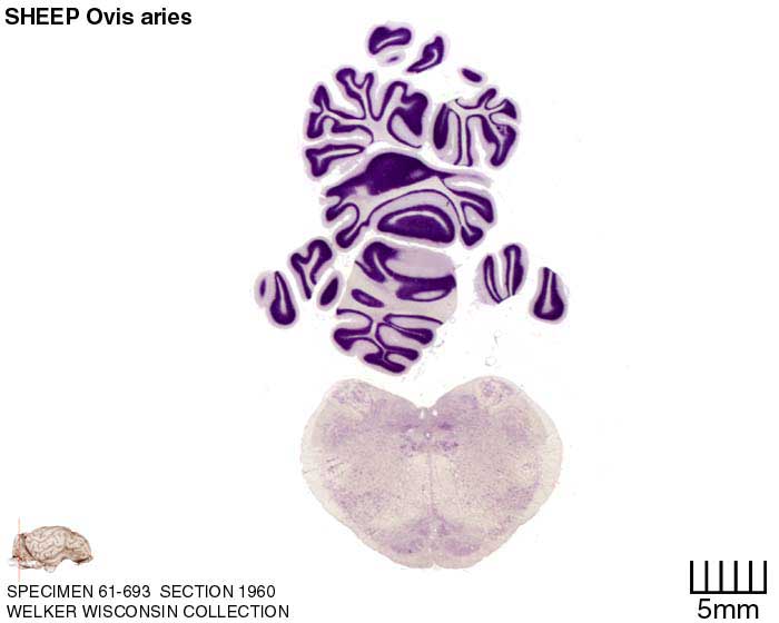 Atlas of the Sheep Brain > Section Image