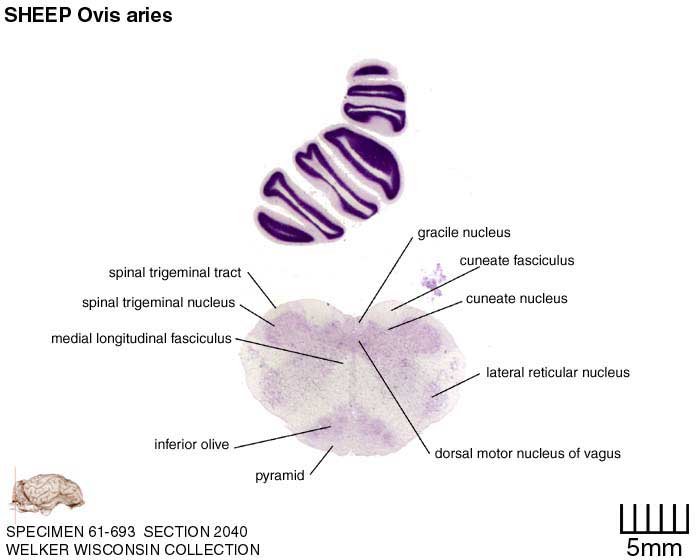 Atlas of the Sheep Brain > Section Image