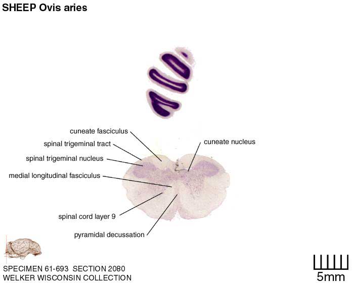 Atlas of the Sheep Brain > Section Image