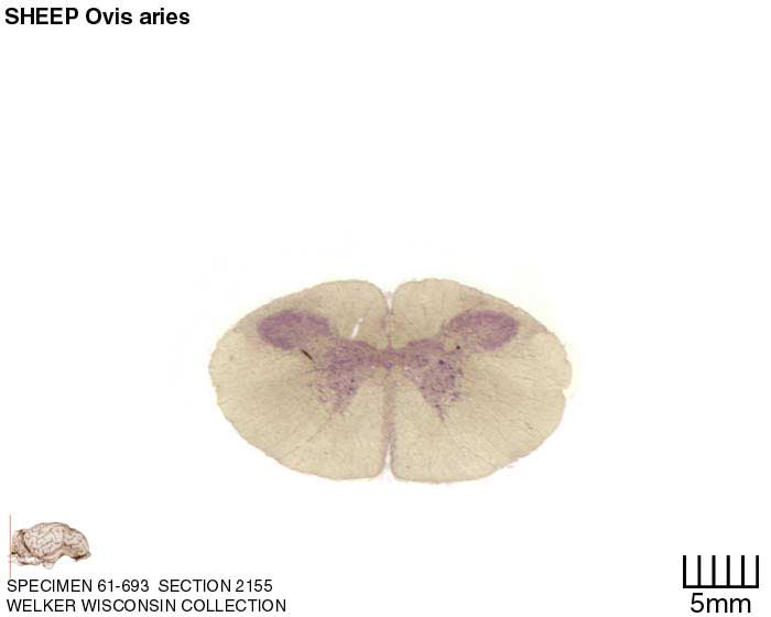 Atlas of the Sheep Brain > Section Image