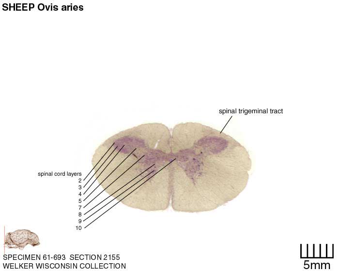 Atlas of the Sheep Brain > Section Image