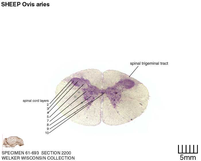 Atlas of the Sheep Brain > Section Image